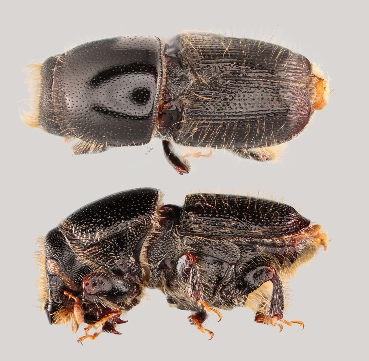 Scolytus muticus Say & T., 1824