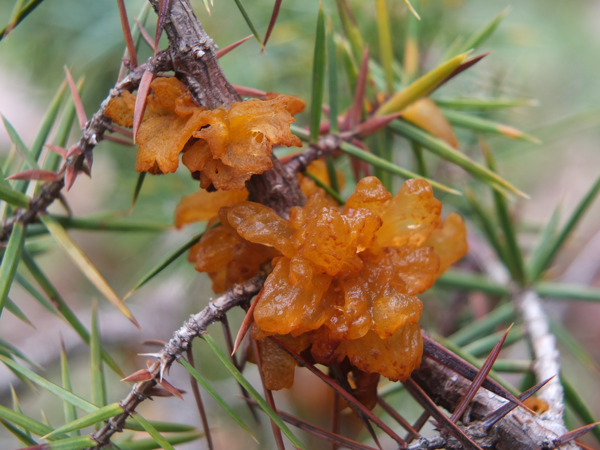 Gymnosporangium tremelloides R.Hartig