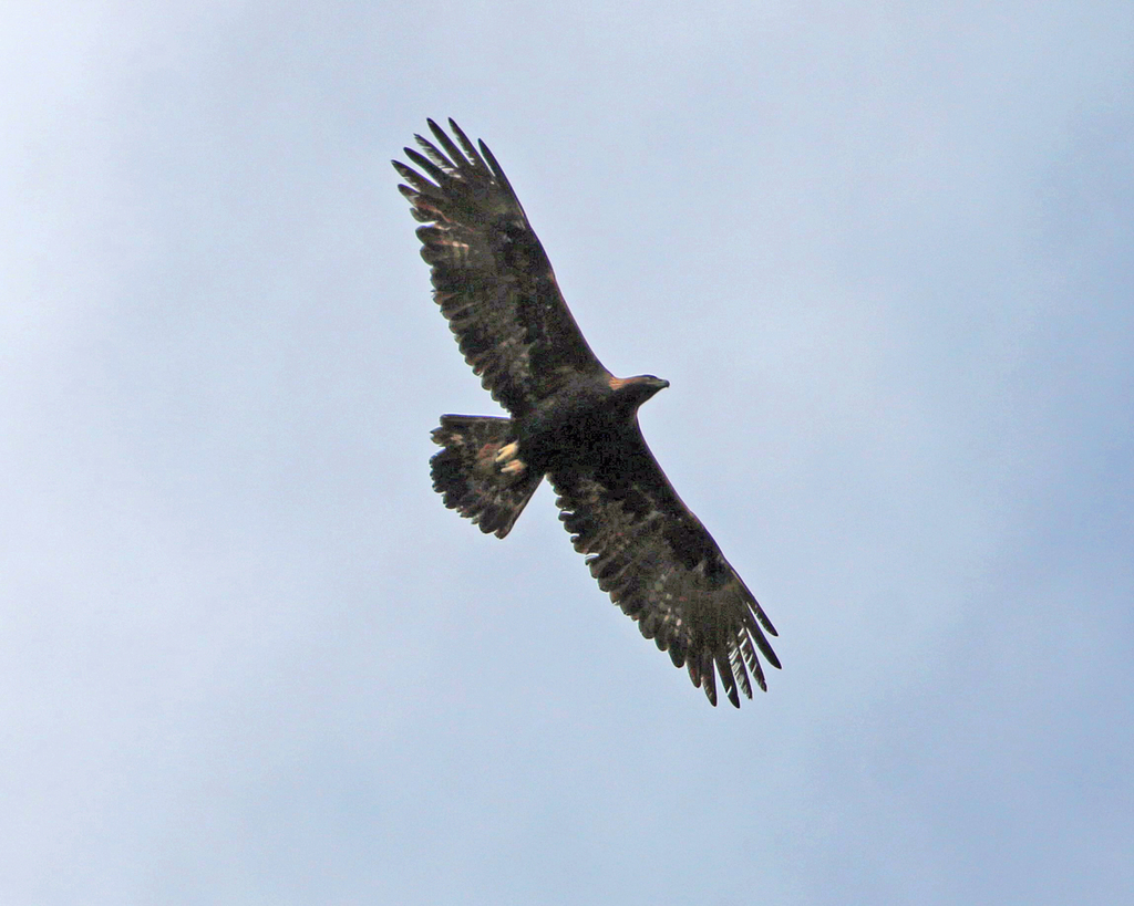 Golden Eagle from Pima County, AZ, USA on January 28, 2023 at 12:11 PM ...