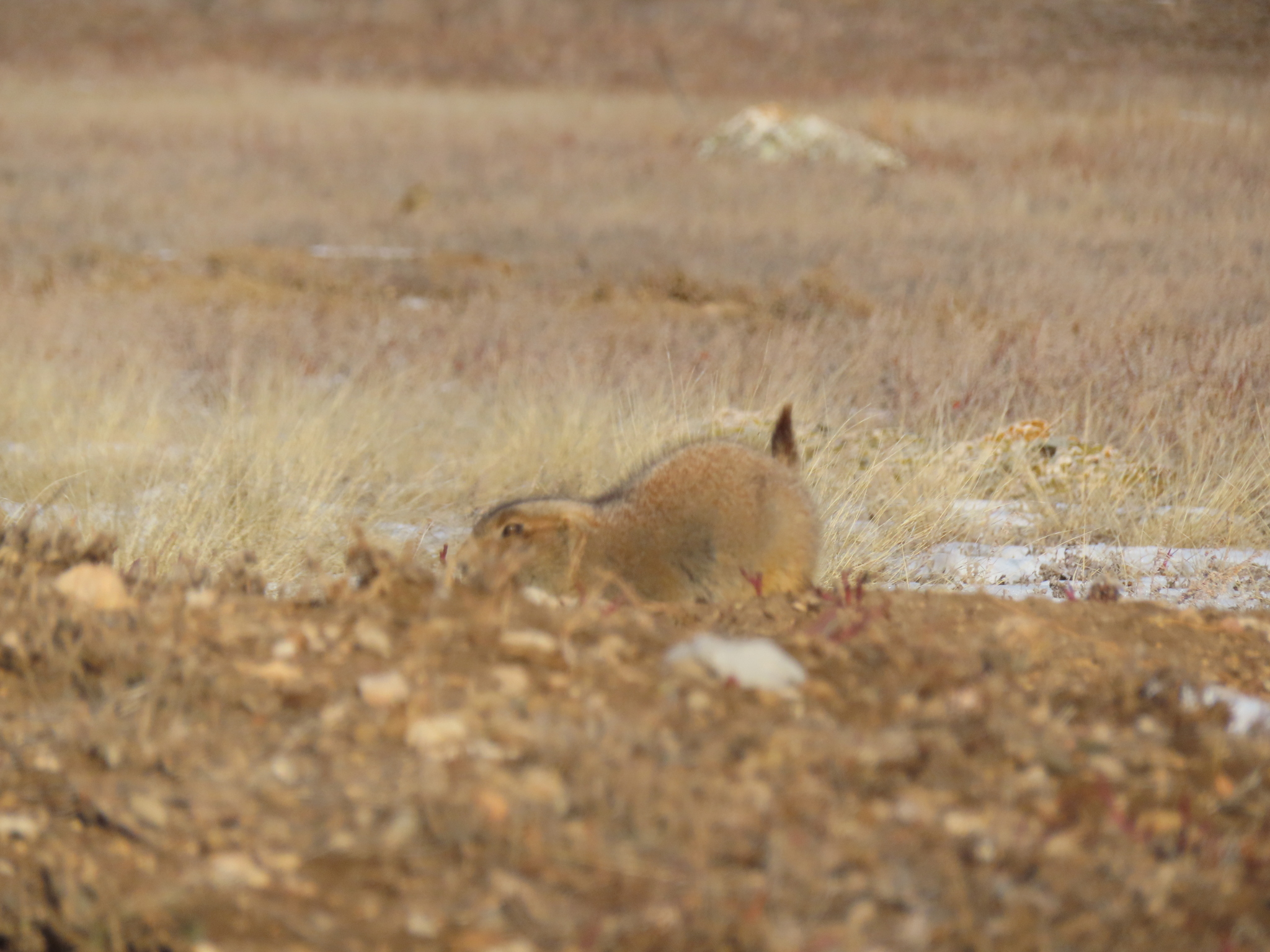 Cynomys ludovicianus (Ord, 1815)