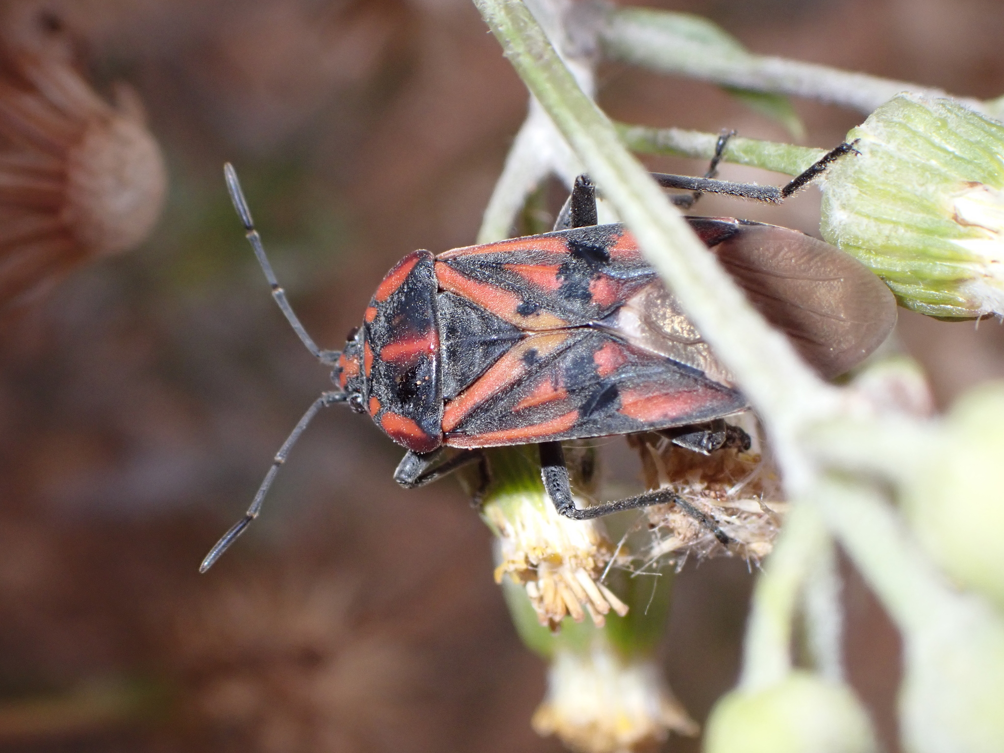 Spilostethus pandurus (Scopoli, 1763)