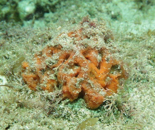 Geodia tylastra · iNaturalist