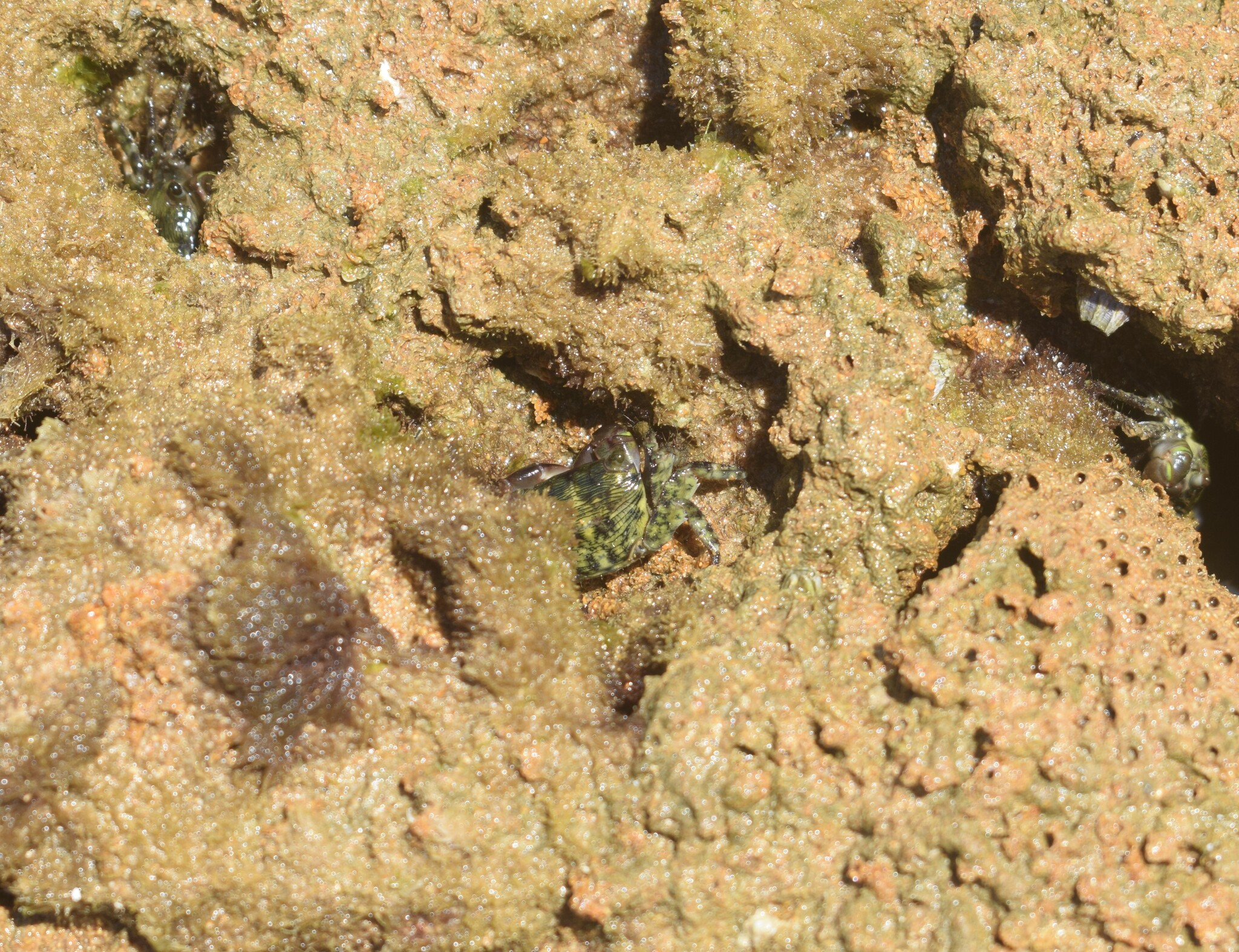 Pachygrapsus transversus (Gibbes, 1850)