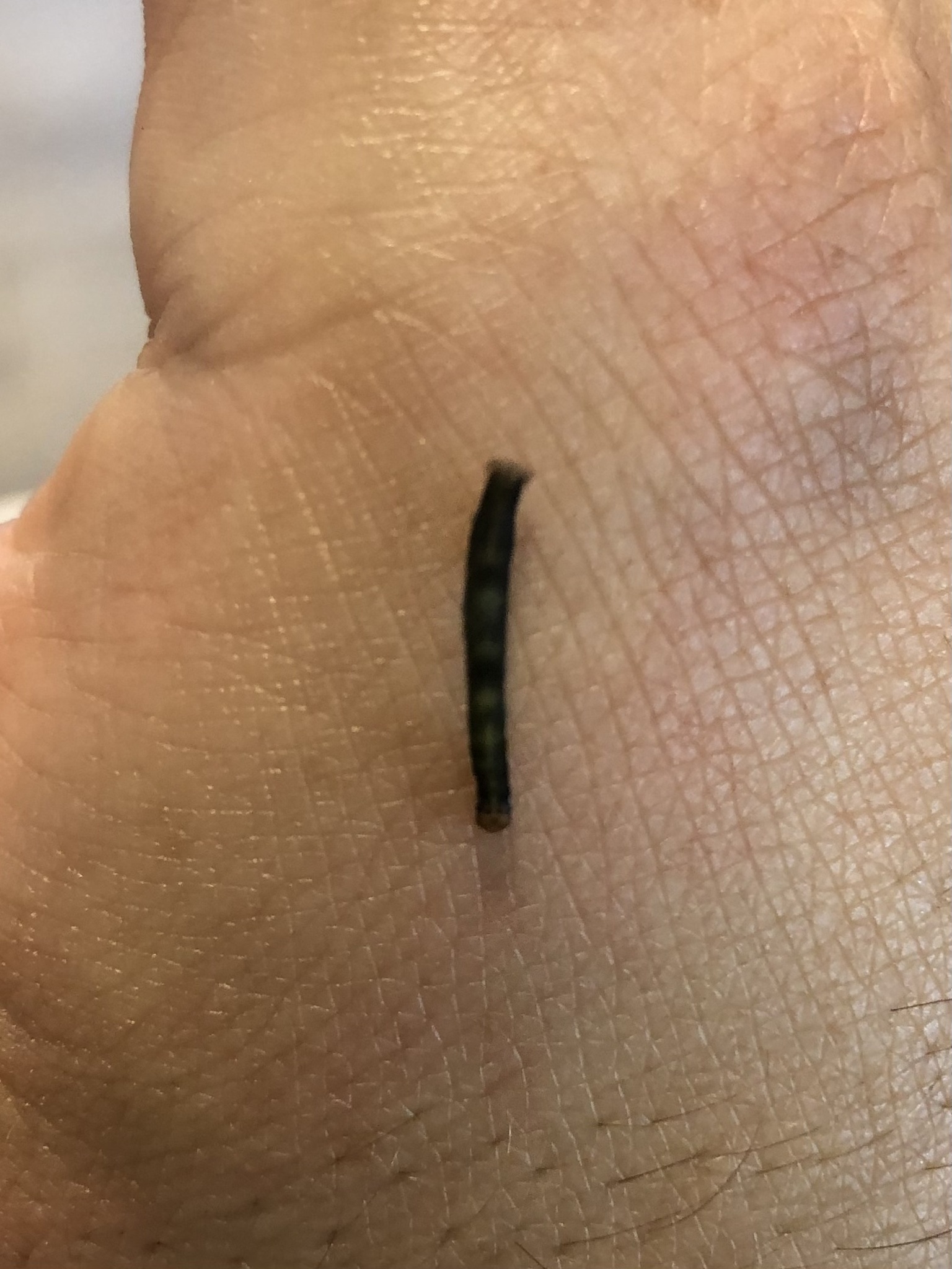 Cleora scriptaria (Walker, 1860)