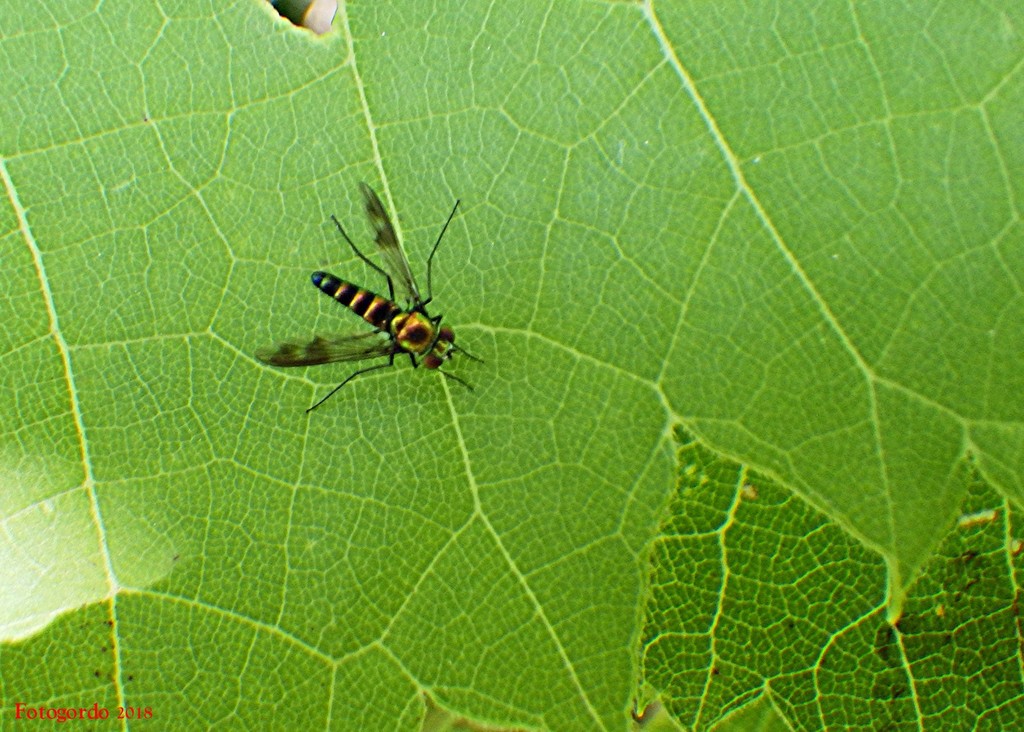 Condylostylus patibulatus from Milton, ON, Canada on June 28, 2018 at ...