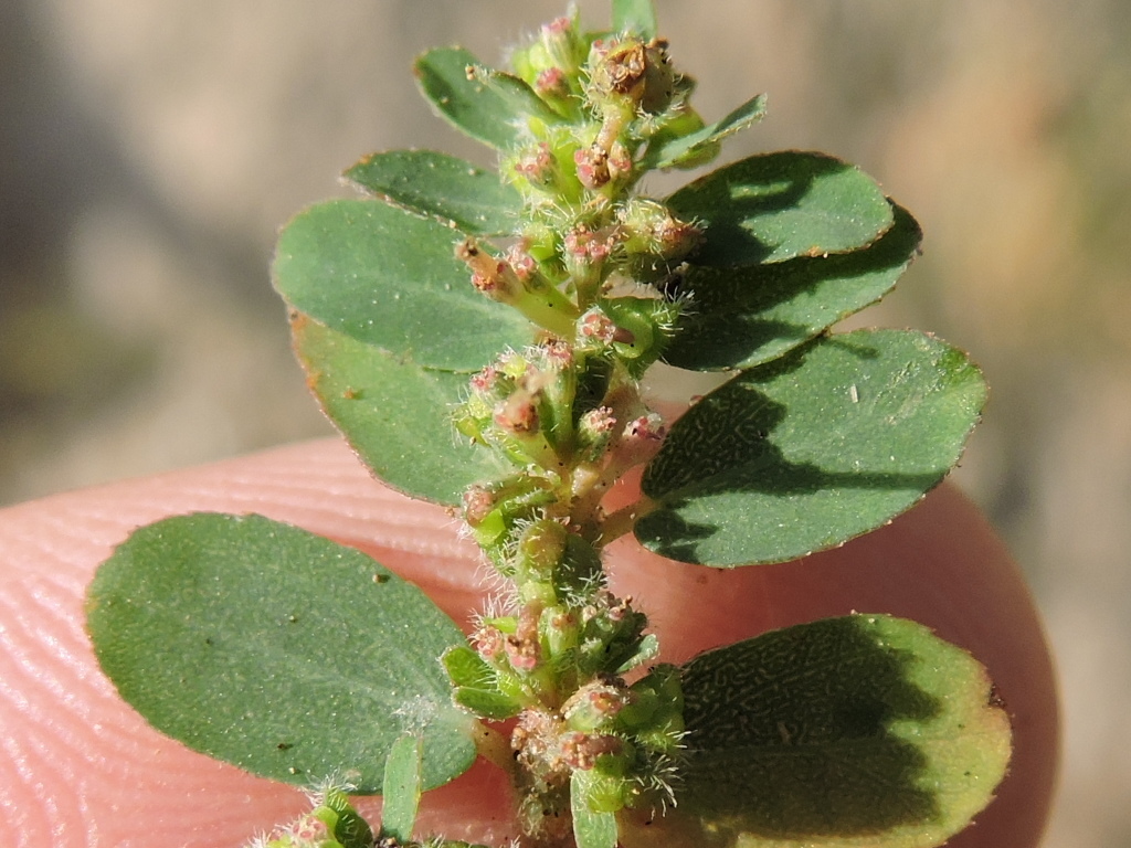 prostrate sandmat (Weedy Sandmats of the Southwestern United States ...