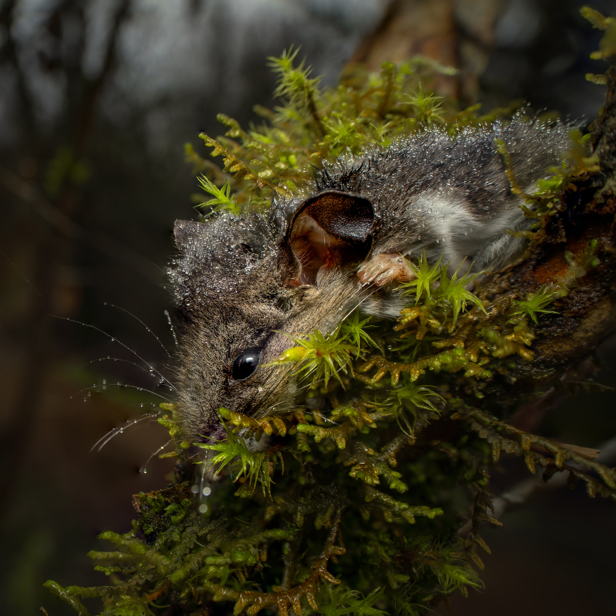 Peromyscus sonoriensis (Le Conte, 1853)
