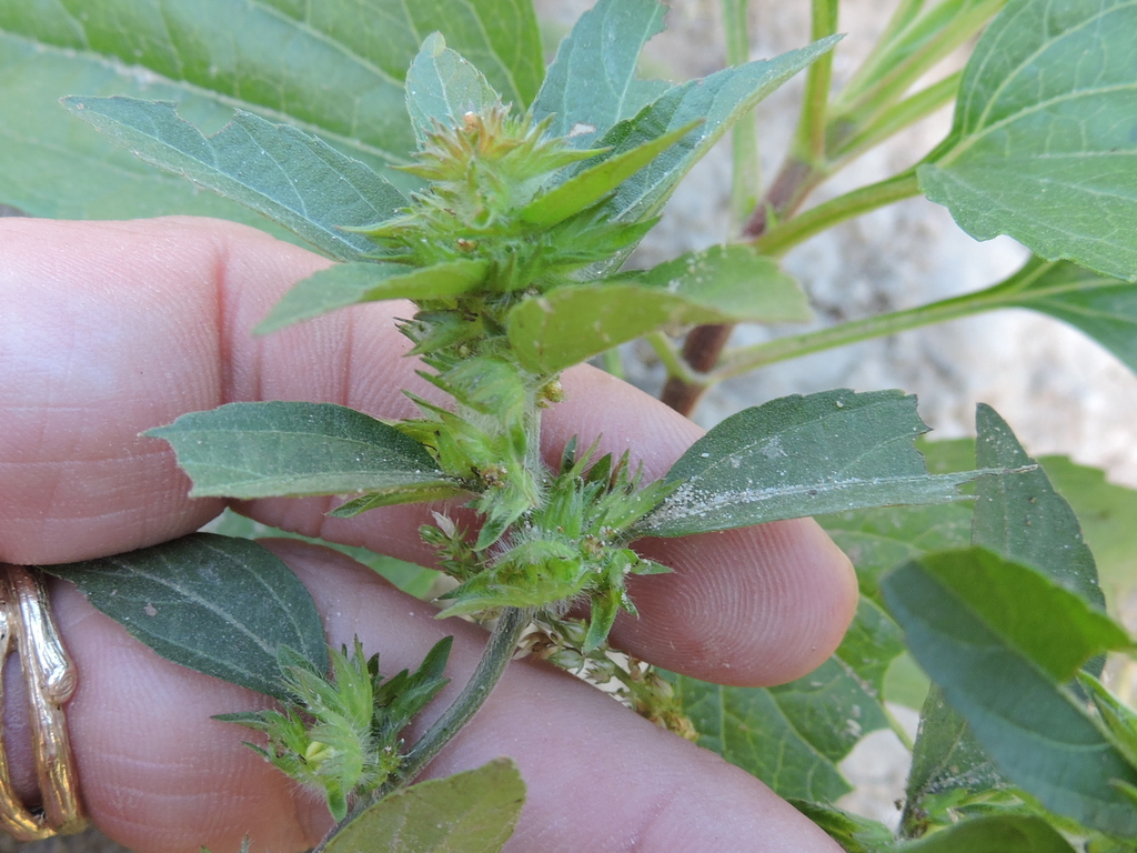 Slender Threeseed Mercury (Plants of Dallas/Fort Worth) · iNaturalist
