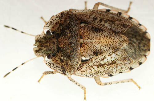 Cephaloplatus bellus · iNaturalist