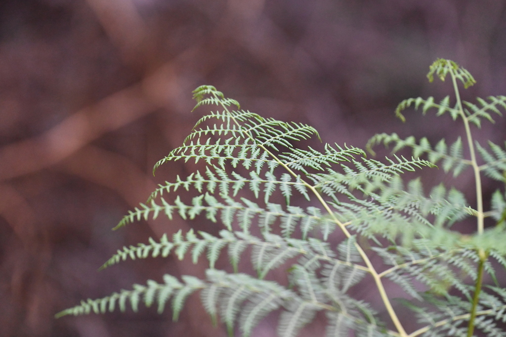 common bracken from Calallen, Corpus Christi, TX, USA on January 29 ...