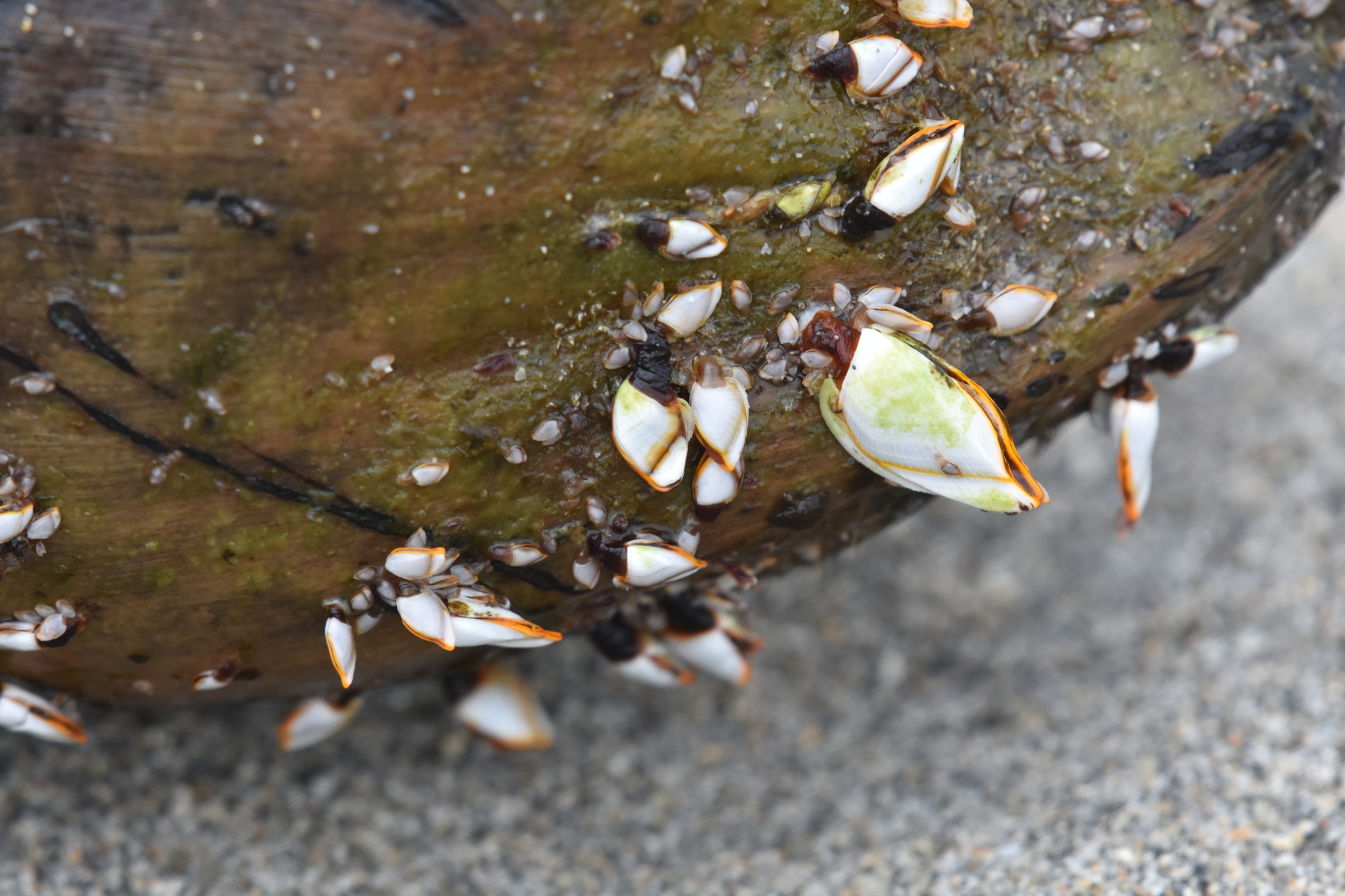 Lepas anserifera Linnaeus, 1767