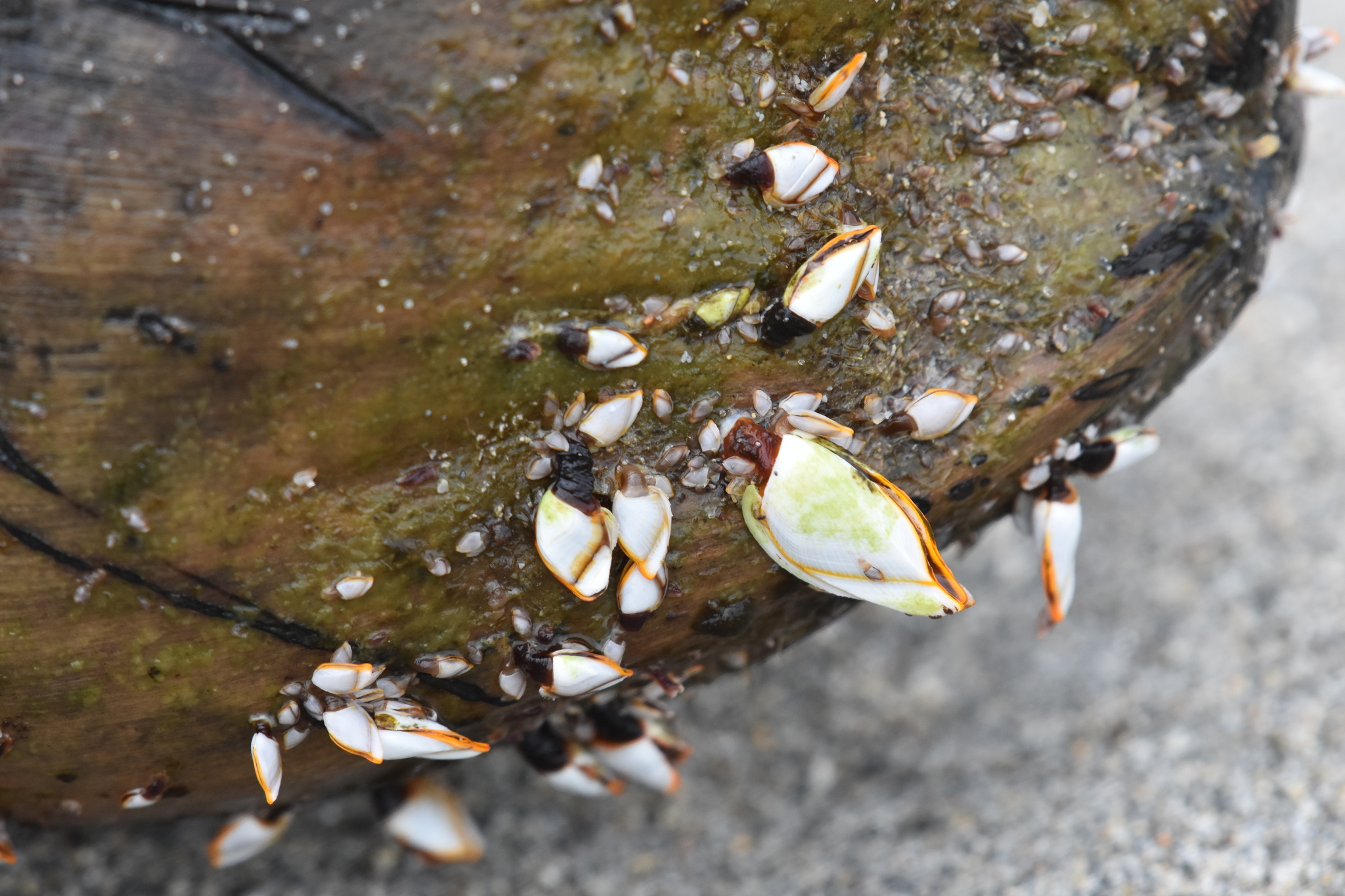 Lepas anserifera Linnaeus, 1767