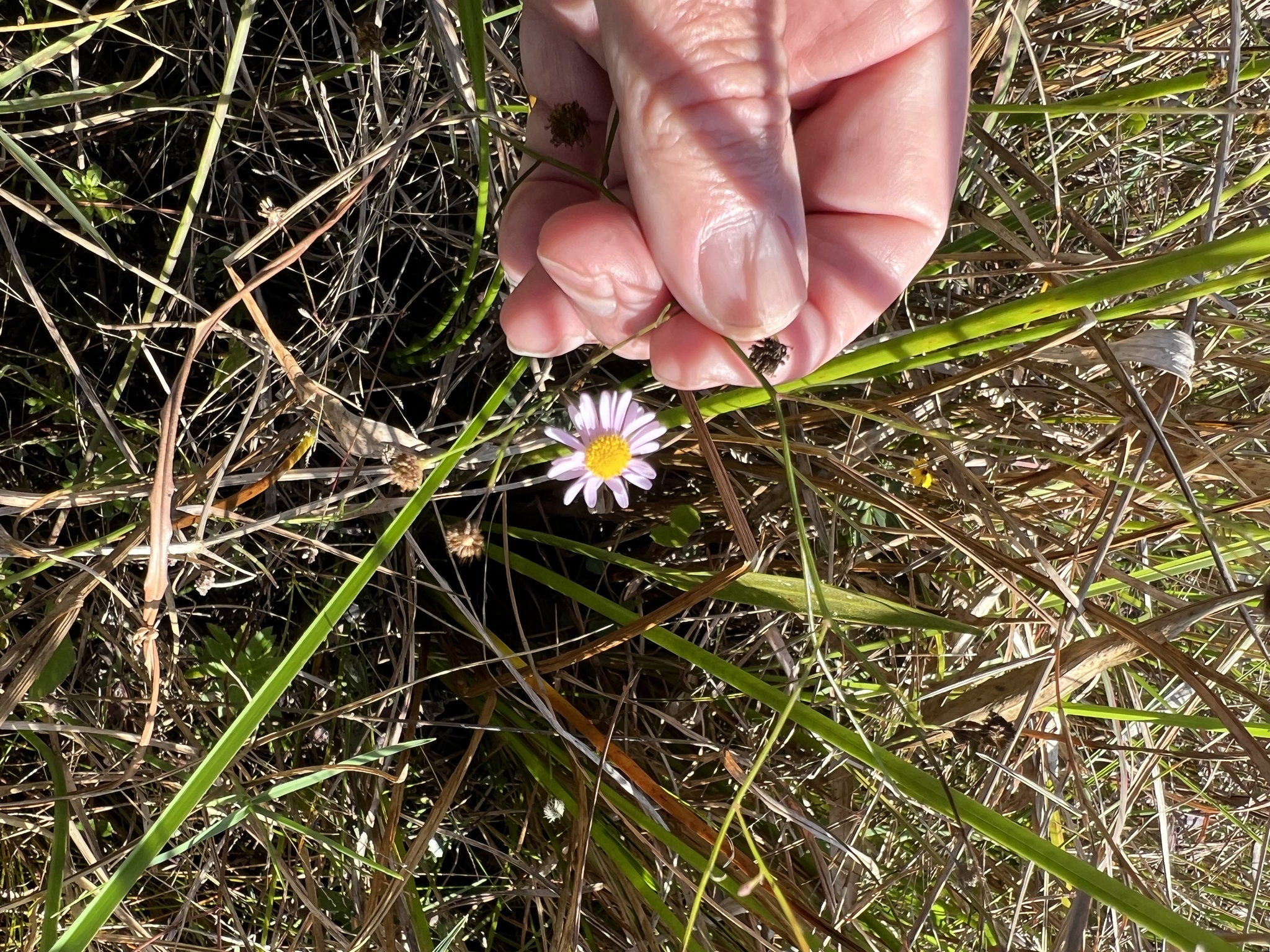 Boltonia diffusa Elliott