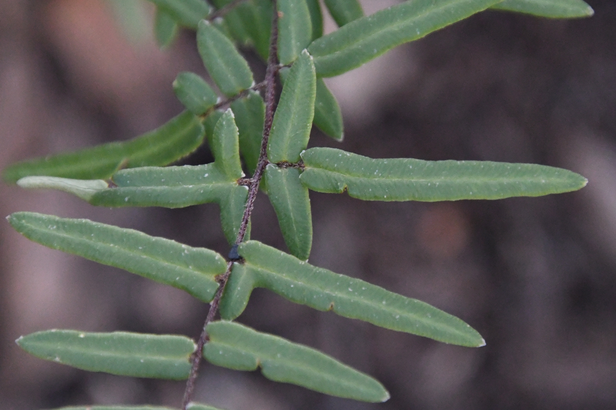 Pellaea atropurpurea (L.) Link