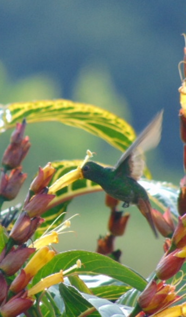Rufous-tailed Hummingbird from Belalcazar on January 26, 2023 at 04:26 ...