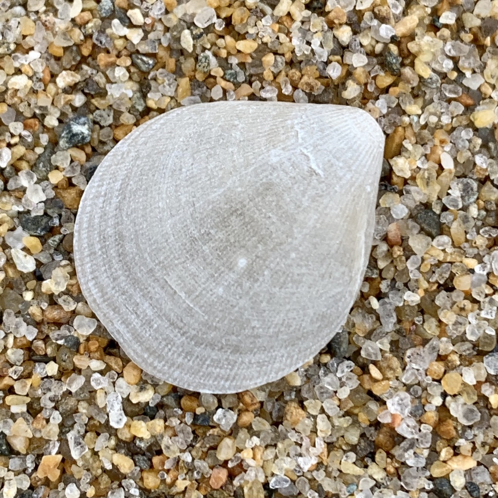Northern Lampshell from Parker River National Wildlife Refuge, Newbury ...