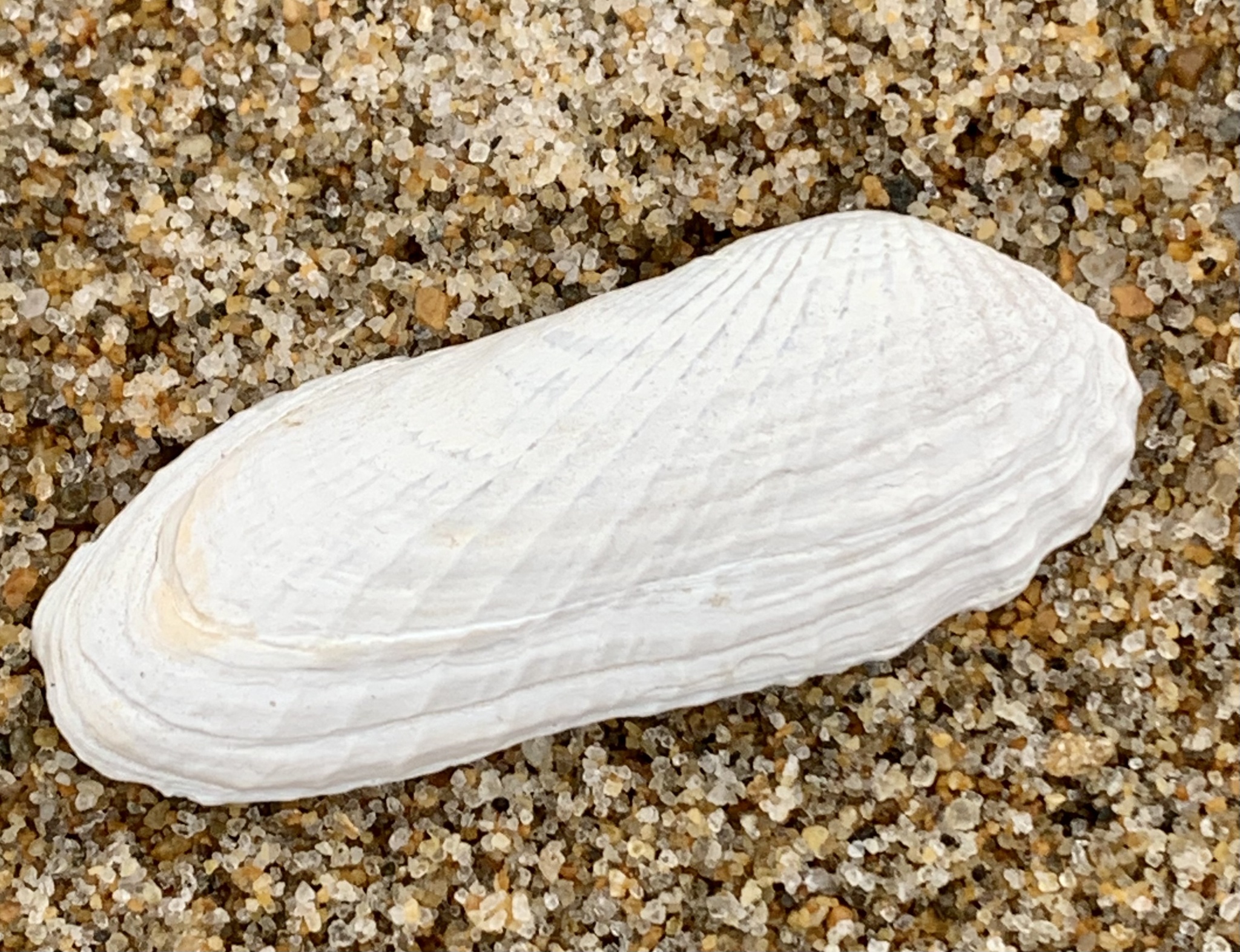 Petricolaria pholadiformis (Lamarck, 1818)