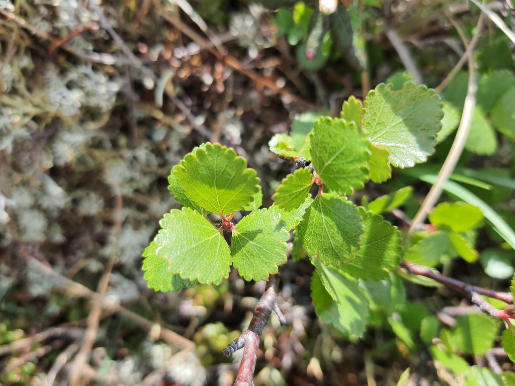 dwarf resin birch in June 2022 by Alex Wolfe · iNaturalist