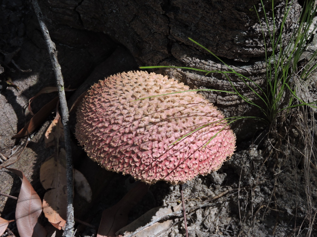 Boletellus from Elliott QLD 4670, Australia on January 29, 2023 at 12: ...