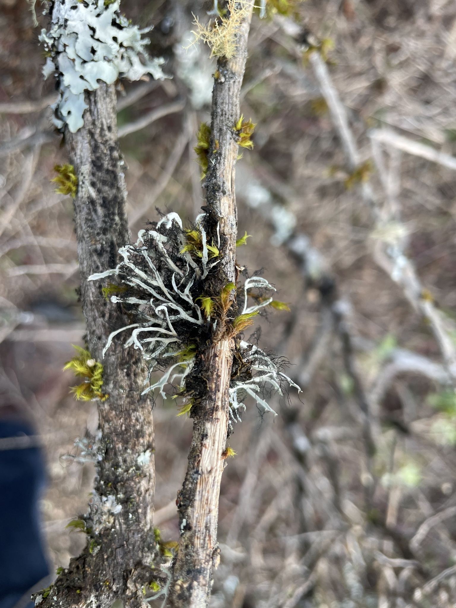 Leucodermia leucomelos (L.) Kalb