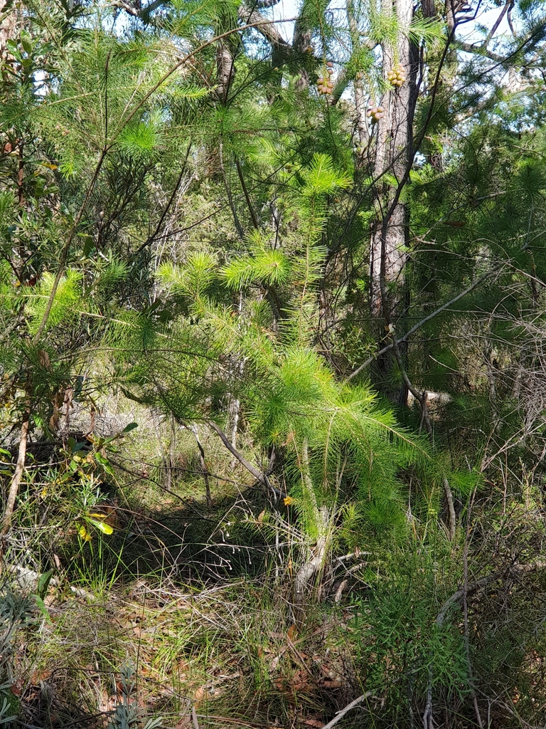 Pine-leaf Geebung in September 2018 by QuestaGame. Sighting and photos ...