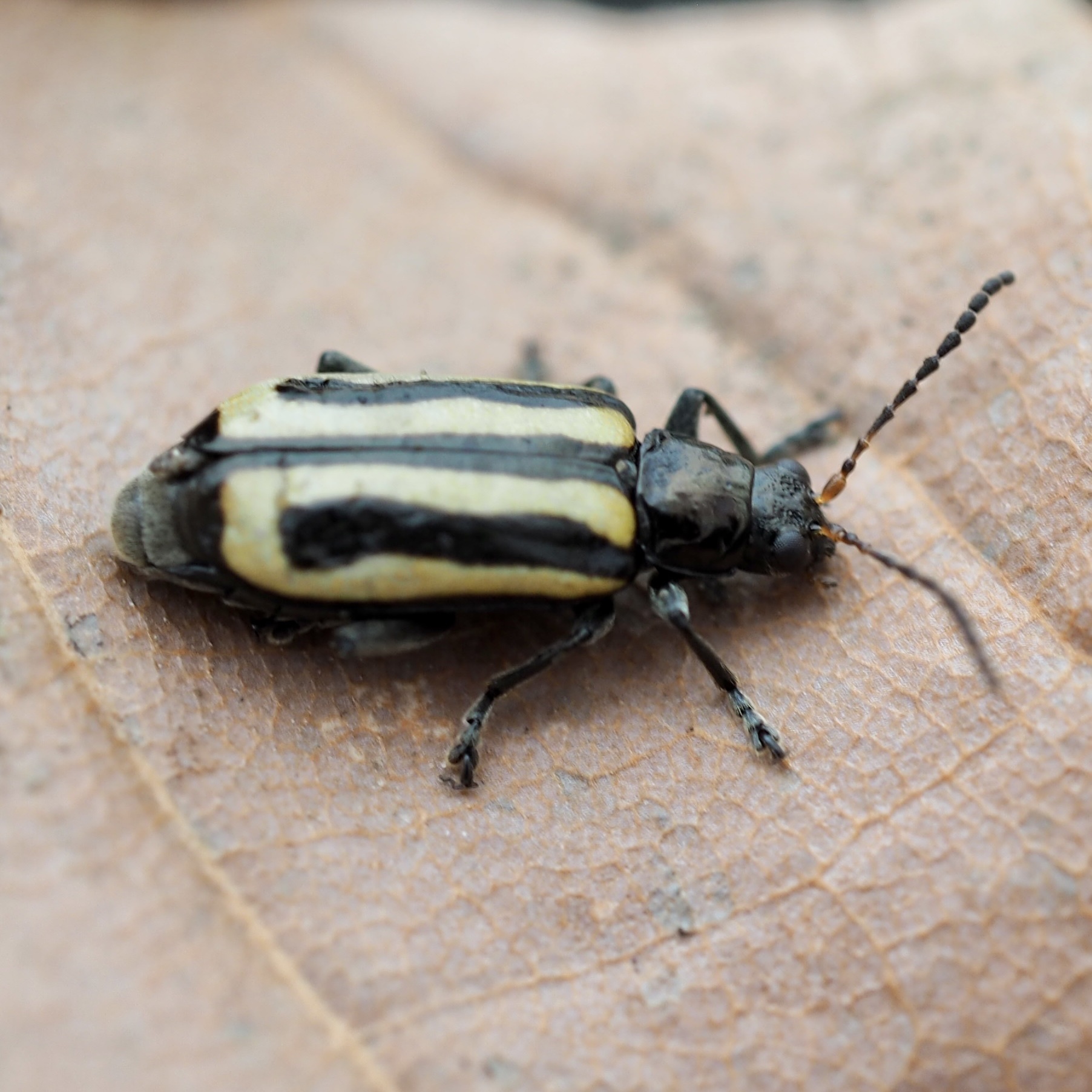 Agasicles Jacoby, 1904