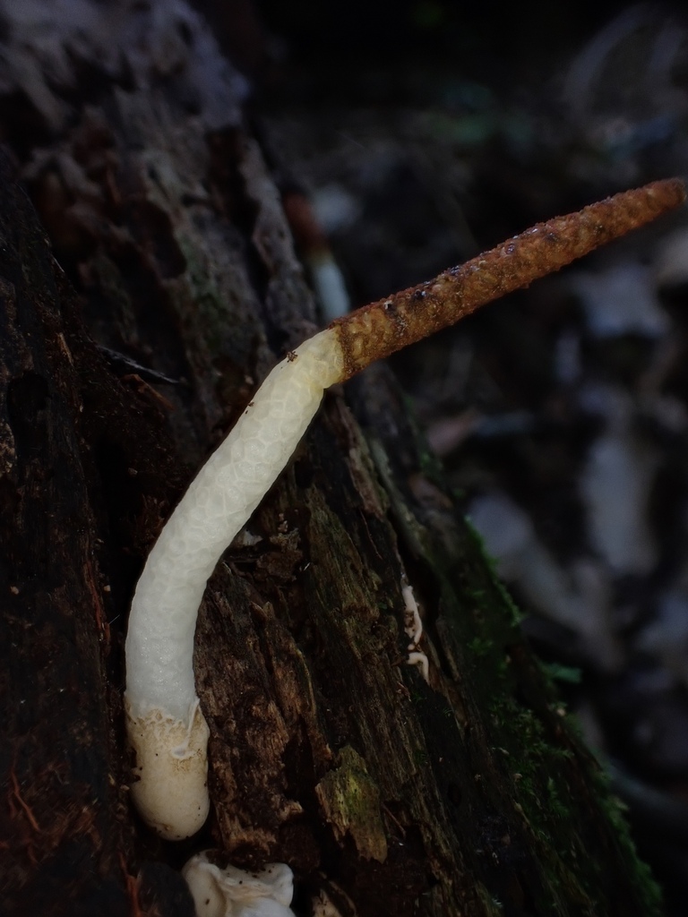 Mutinus from D’Aguilar National Park, Mount Glorious, QLD, AU on ...