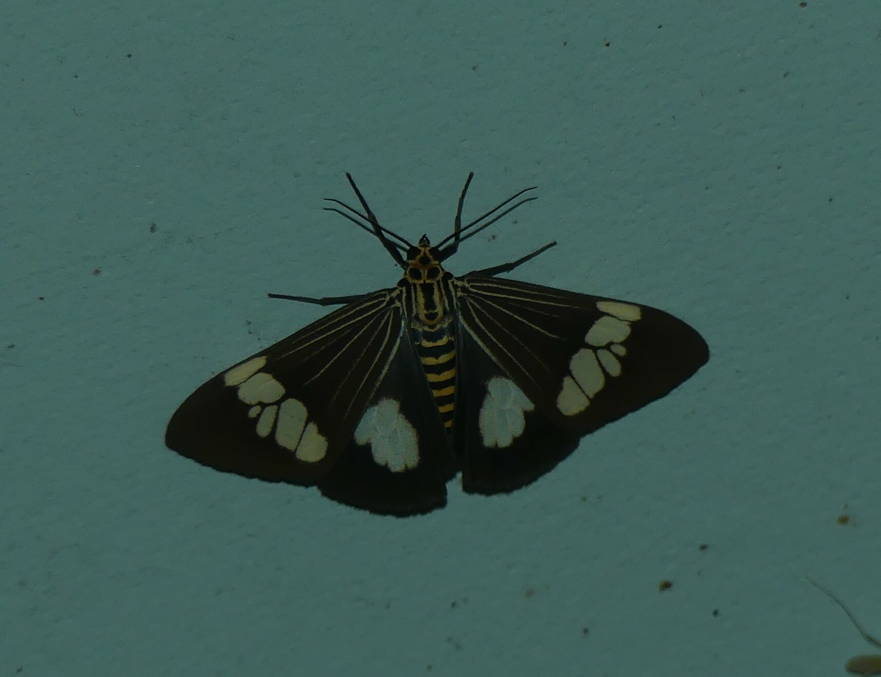 Nyctemera baulus (Boisduval, 1832)