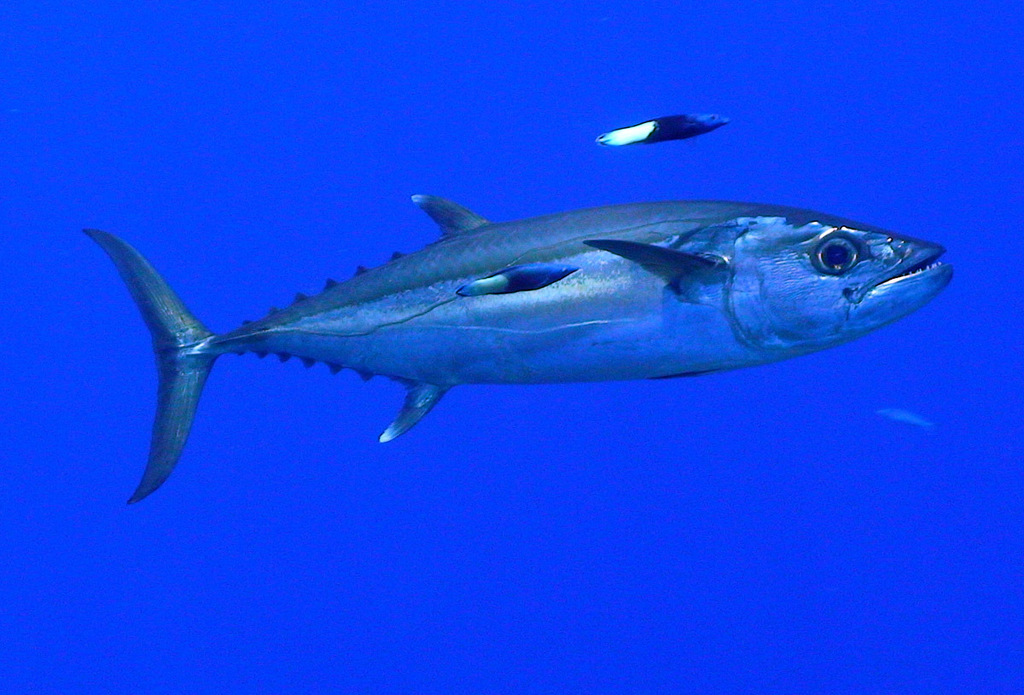 Dogtooth Tuna (Field guide to fishes of the Coral Sea Marine Park ...