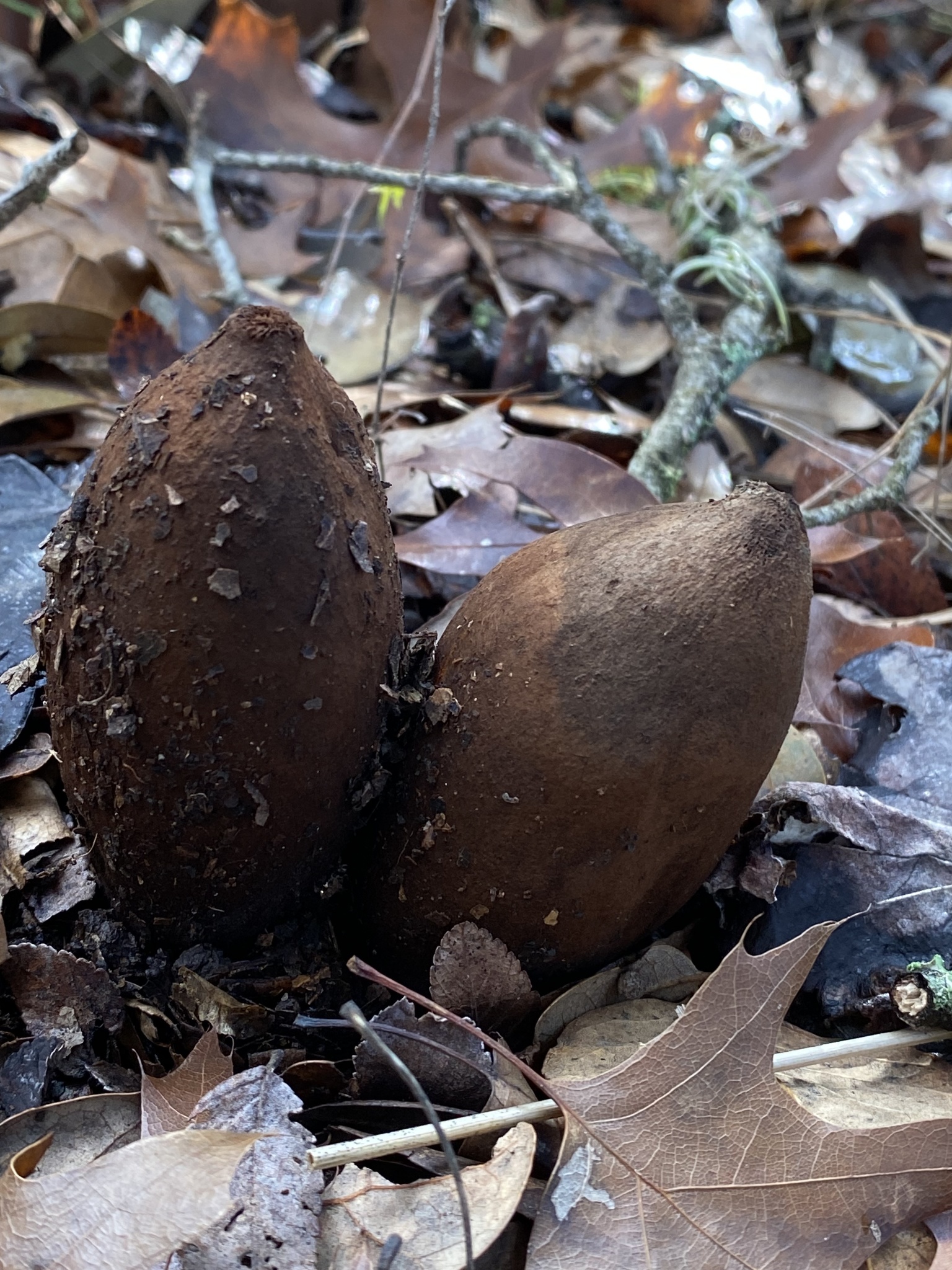 Chorioactis geaster (Peck) Kupfer ex Eckblad