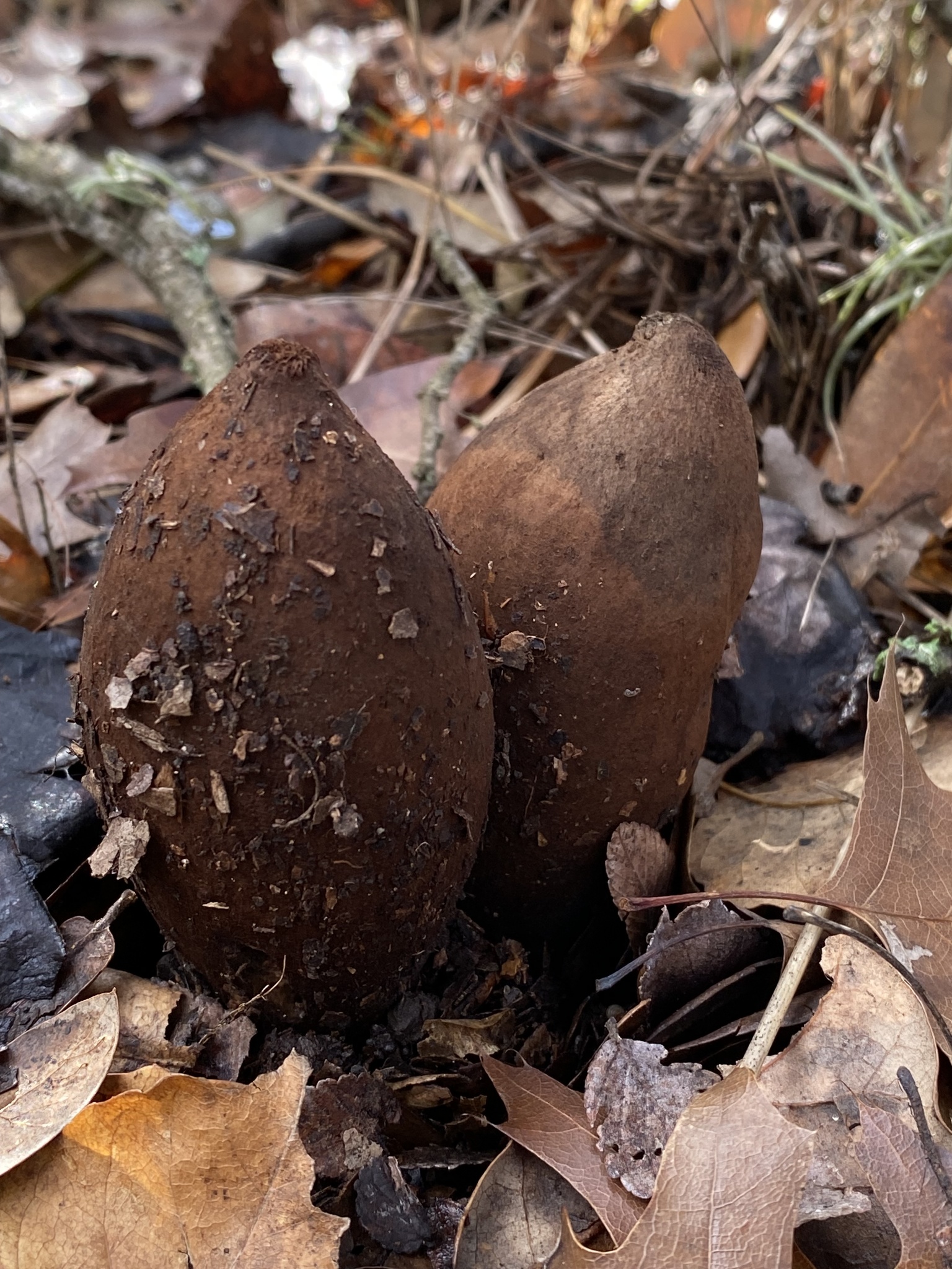 Chorioactis geaster (Peck) Kupfer ex Eckblad