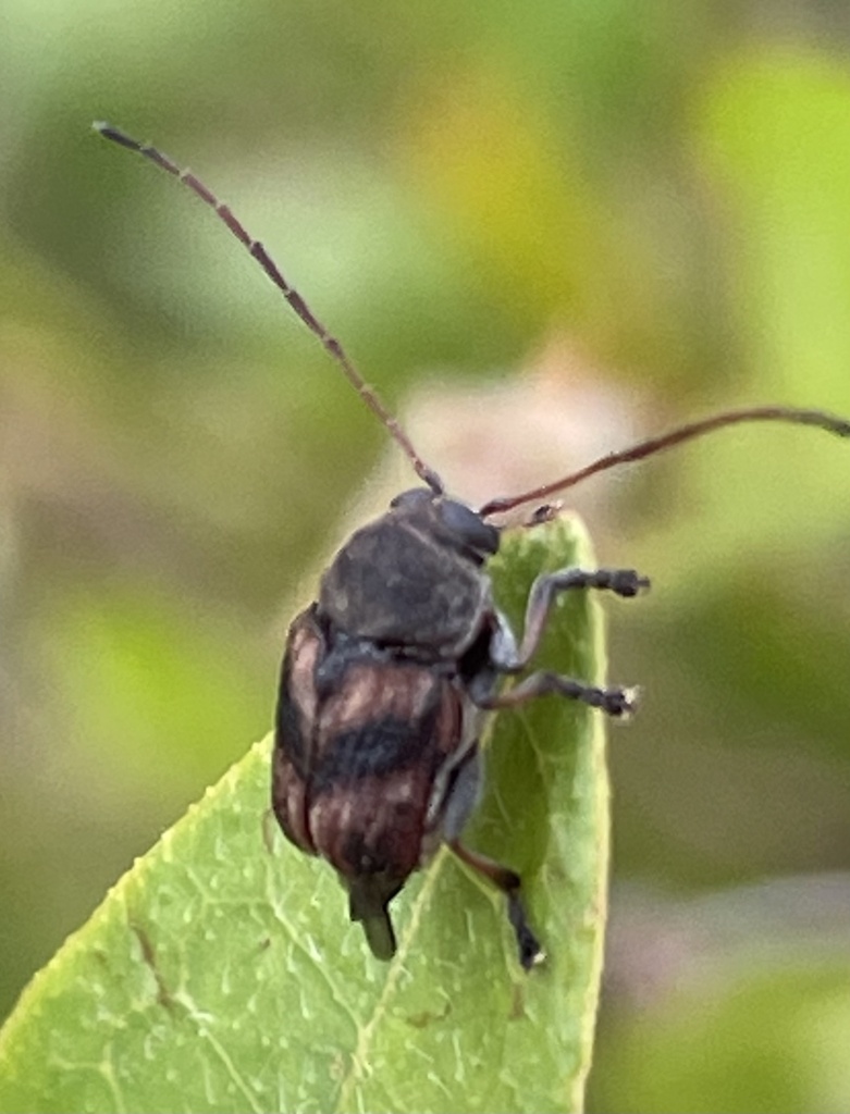 Cadmus from Frankston South, VIC, AU on January 30, 2023 at 09:32 AM by ...