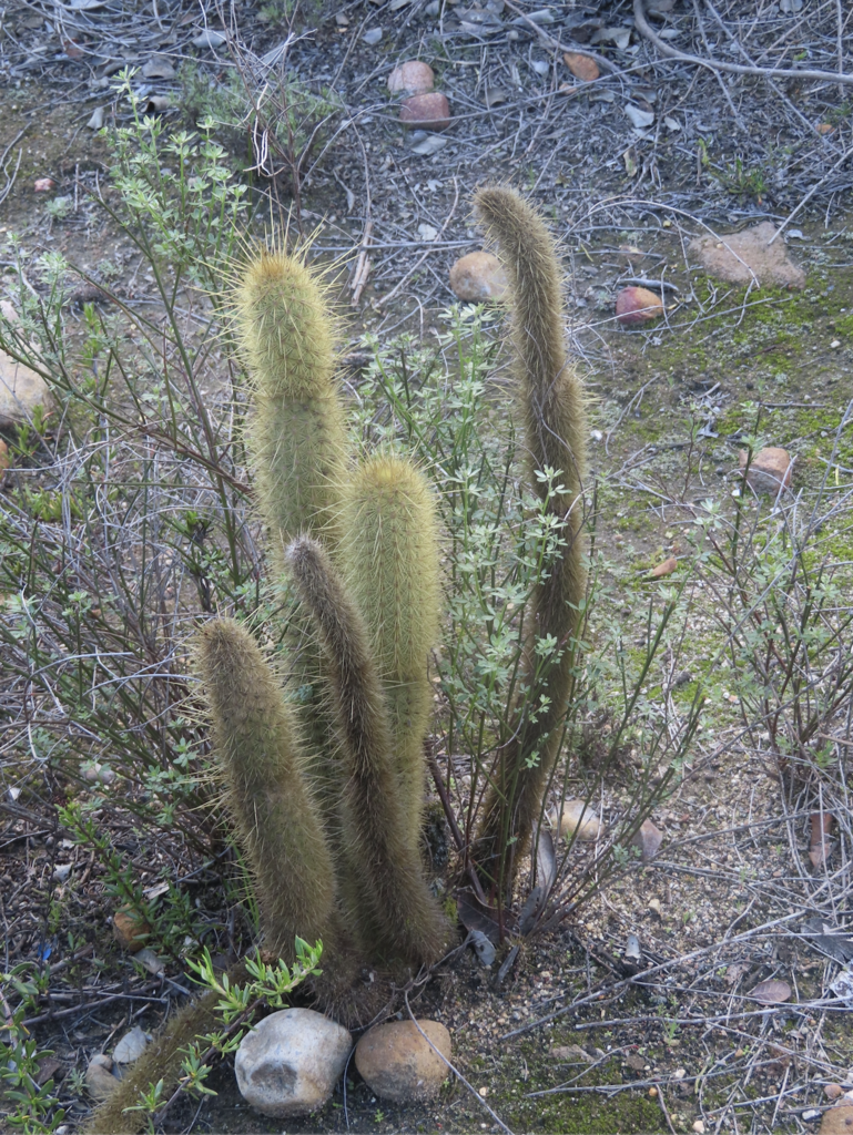 Golden-spined Cereus in January 2023 by Ari Boehm · iNaturalist