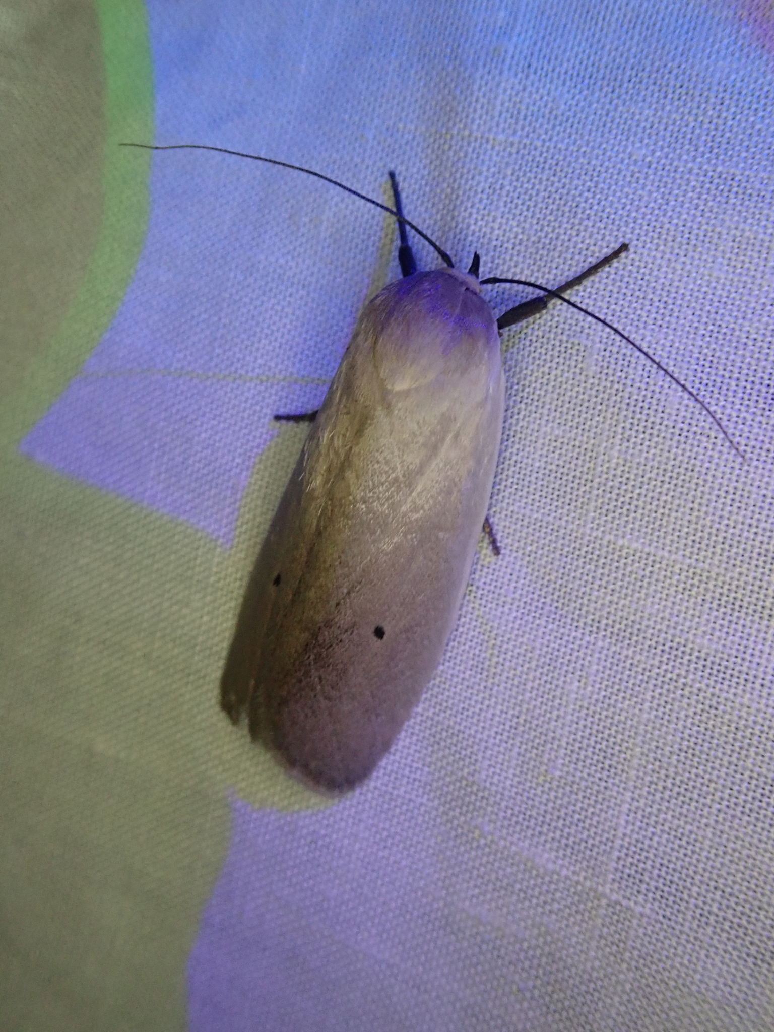 Maroga melanostigma (Wallengren, 1861)