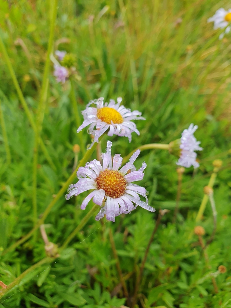 Spoon Daisy from Dargo VIC 3862, Australia on January 30, 2023 at 10:44 ...