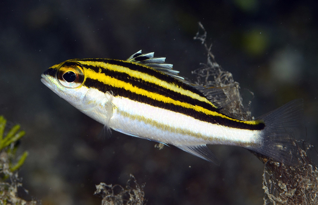 Lined Monocle Bream (Scolopsis lineata) - Marine Life Identification