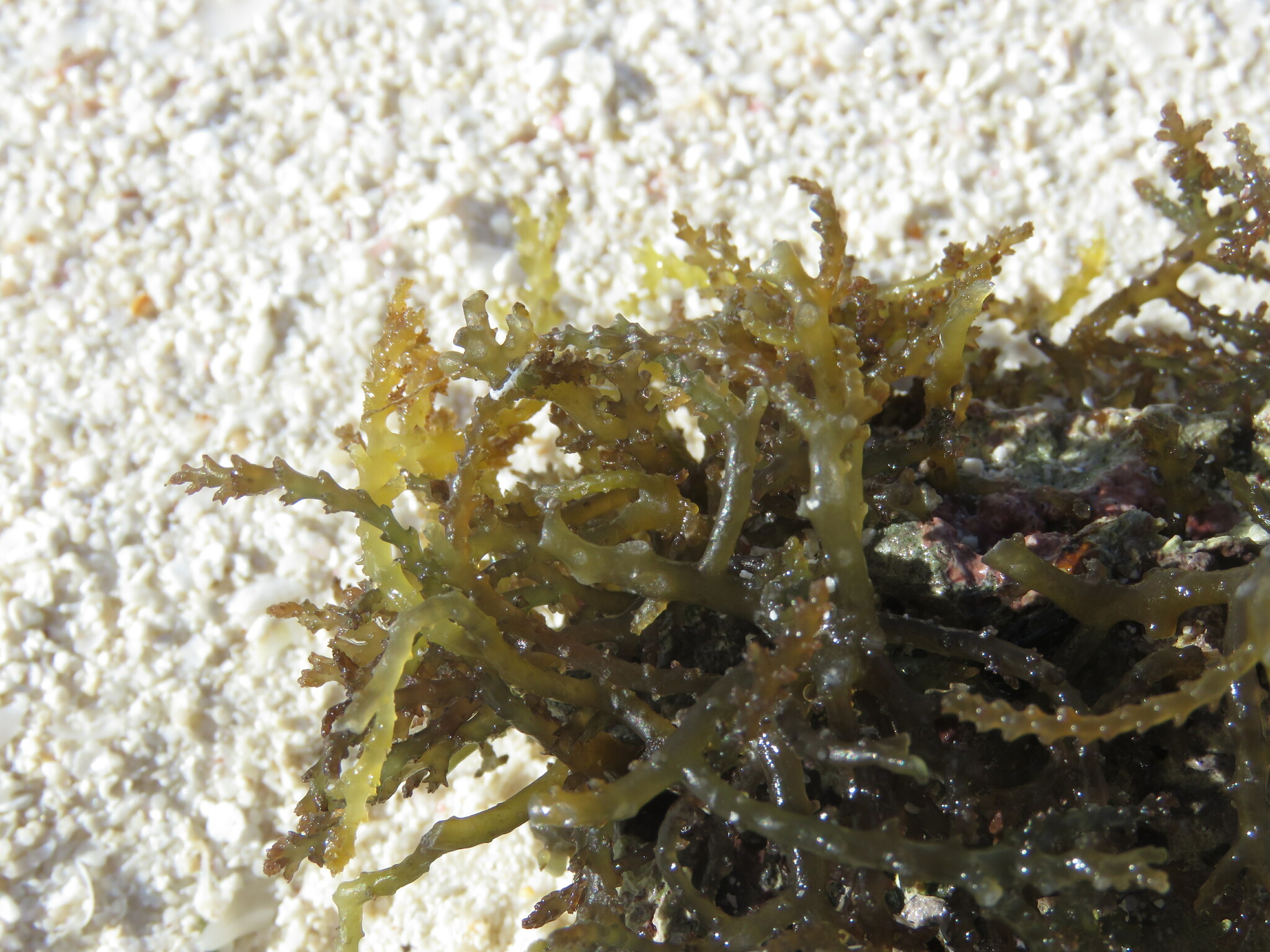 Acanthophora spicifera (M.Vahl) Børgesen