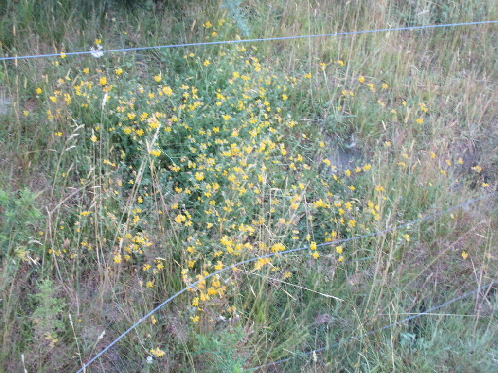 bird's-foot trefoil from Frankton, Queenstown, New Zealand on January ...