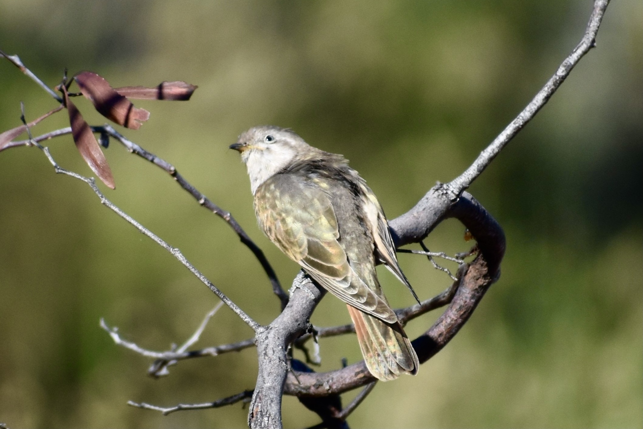 Chrysococcyx basalis (Horsfield, 1821)