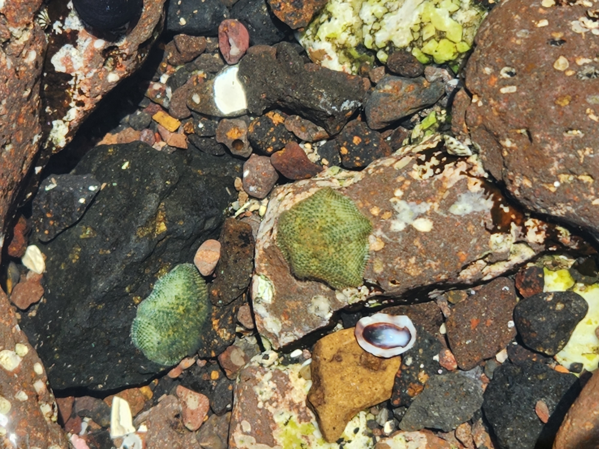 Parvulastra O'Loughlin, 2004