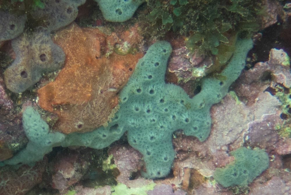 Niphatidae