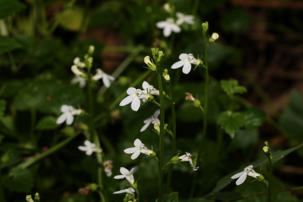 forest lobelia from Natural Bridge QLD 4211, Australia on January 29 ...