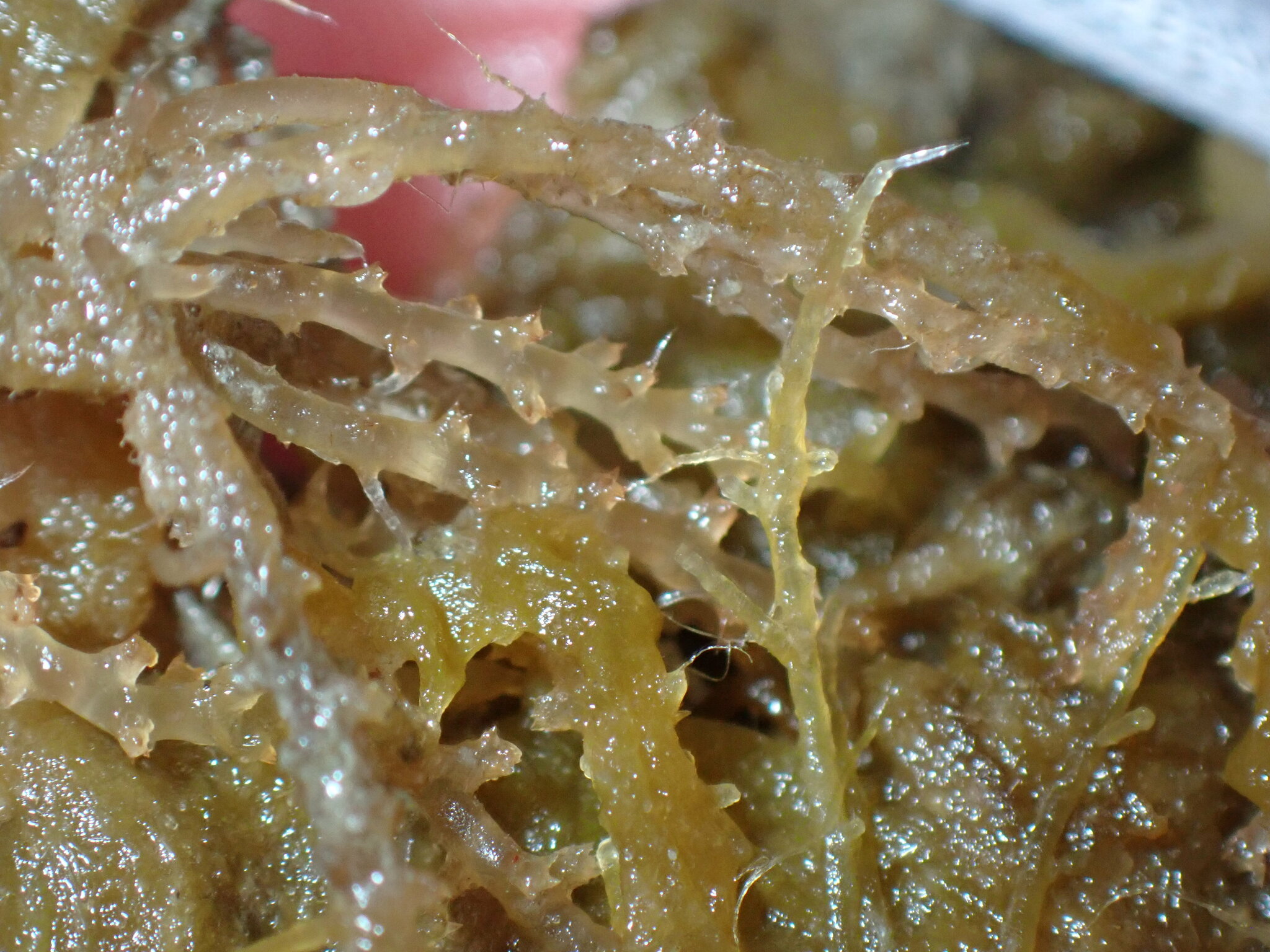 Acanthophora spicifera (M.Vahl) Børgesen