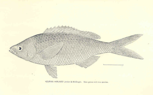 Swallow Damsel (Azurina hirundo) · iNaturalist United Kingdom