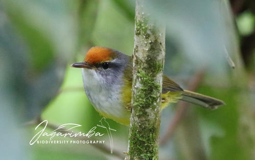 Subspecies Phyllergates cucullatus everetti · iNaturalist