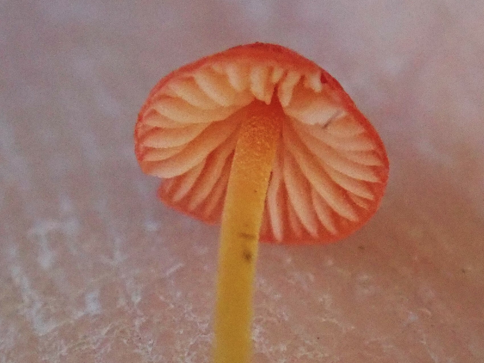 Mycena acicula (Schaeff.) P.Kumm.