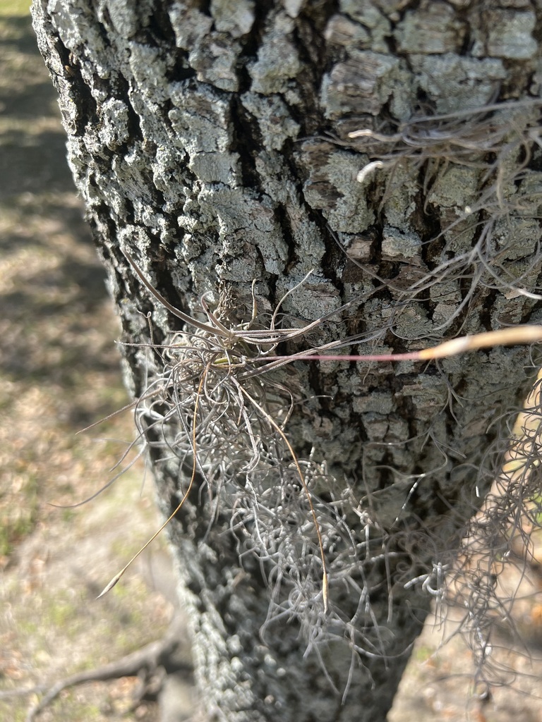 Spanish moss from Hillsborough County, FL, USA on January 29, 2023 at ...