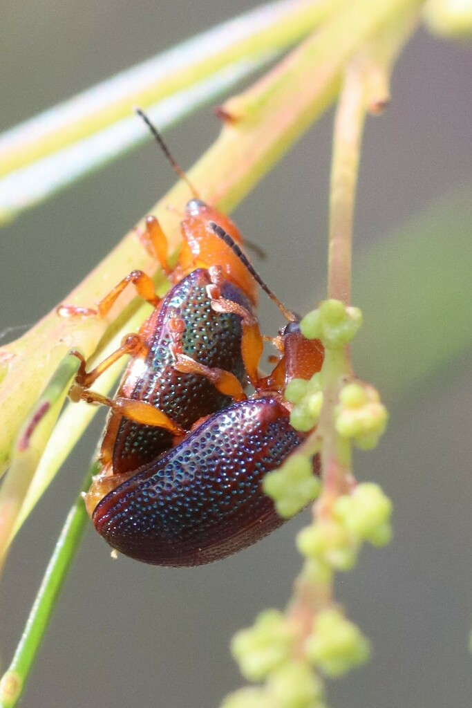 Calomela ioptera from Sydney NSW, Australia on January 12, 2023 at 04: ...