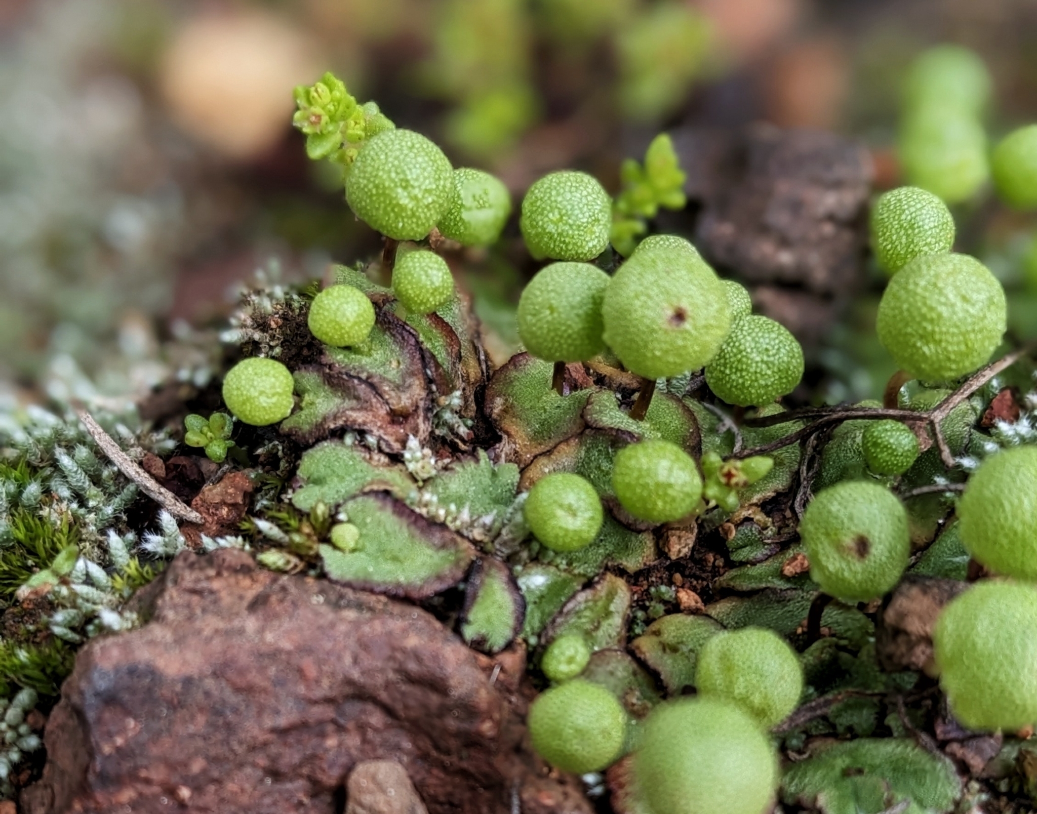 Asterella P.Beauv.