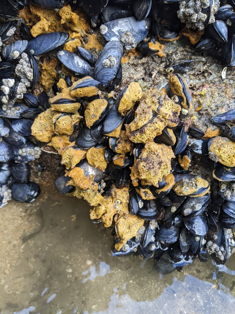 crumb-of-bread sponge (Intertidal species of NE Atlantic) · iNaturalist
